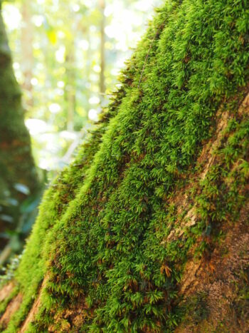 Water and light drive photosynthetic activity of Amazonian mosses - ATTO