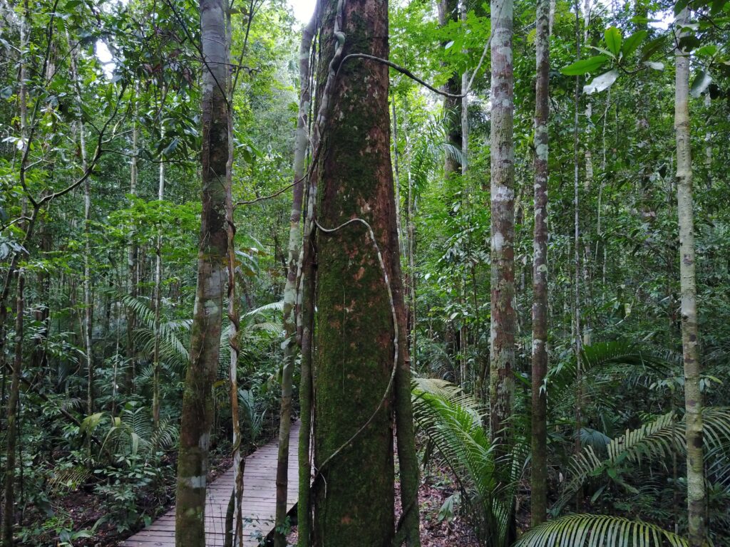 Experiences: Atmospheric impact of mosses an lichens - ATTO